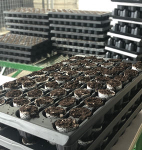 Ellepots trays crop sml - Bougainvillea, Ixora & Hibiscus wholesale ...